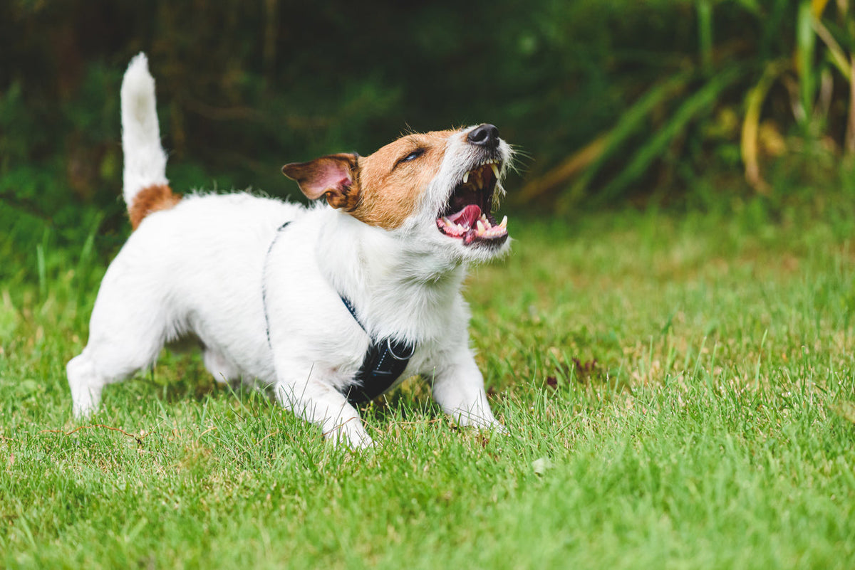 Min hund gør meget voldsomt– Maxi Zoo Danmark